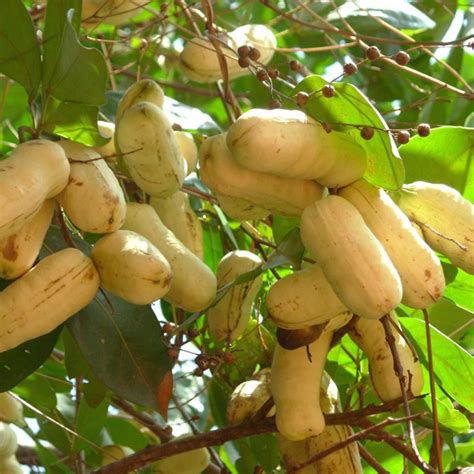 Muda Frutífera De Ingá Branco Agrojardim