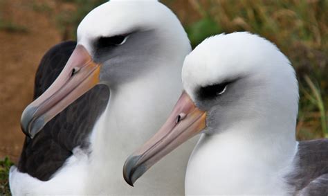 Same Sex Mothers Letting Albatrosses Be Albatrosses National Geographic