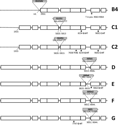 Diversity Of Plasmids And Tn1546 Type Transposons Among Vana Enterococcus Faecium In Poland