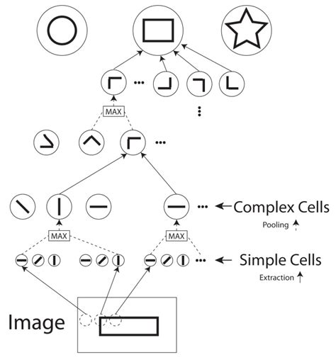 models of information processing in the visual cortex intechopen