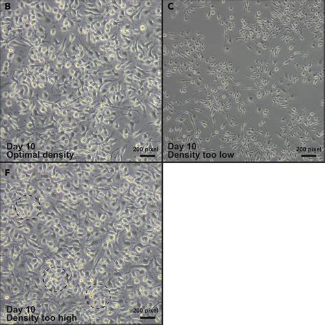 Effects Of Plating Density On Cell Count Download Scientific Diagram