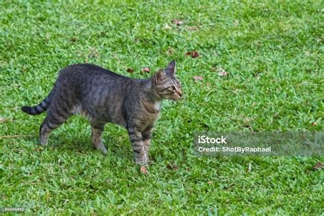 사랑 스러운 길 잃은 노숙자 회색 검은색과 흰색 고양이 무성 한 태국 공원에서 태양을 즐기는 잔디에 자랑 스럽게 서 있는 0명에