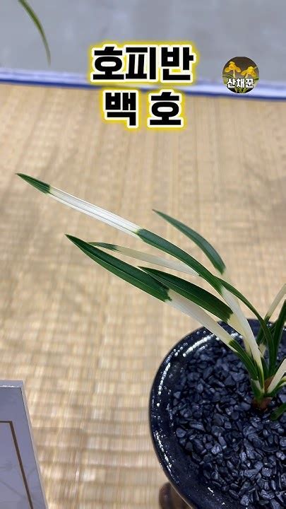 한국춘란••백색무늬가 선명한 호피반 백호 난초 Youtube