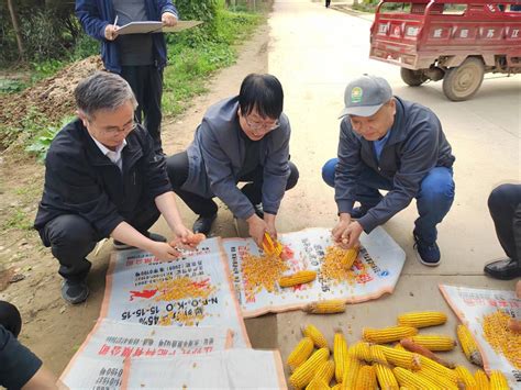 省农技总站书记李城德一行赴平凉庆阳开展玉米生产调查与测产工作 甘肃三农在线