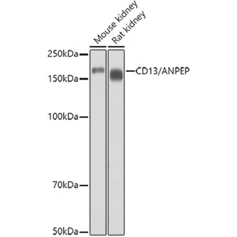 Anti Cd13 Antibody A14890