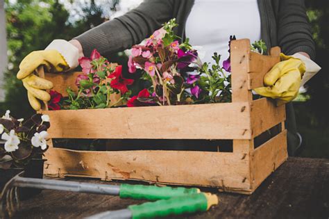 꽃으로 가득 찬 나무 상자를 들고 있는 여성의 손 클로즈업 기업가에 대한 스톡 사진 및 기타 이미지 기업가 꽃 식물 나름 Istock