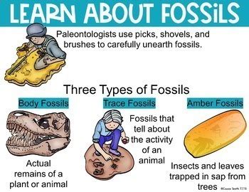 Fossils Google Slides Interactive Science Lesson TPT
