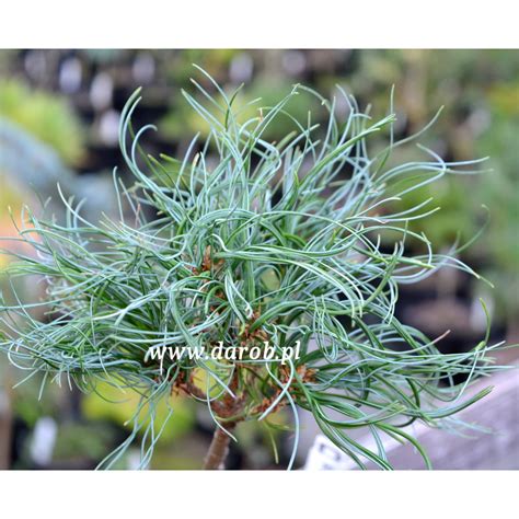Pinus Strobus Wiggles