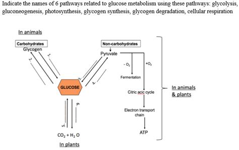 Summary Of Metabolic Pathways Diagram Quizlet