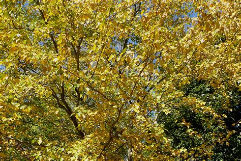 Yellow And Green Leaves On A Tree Biorefinery