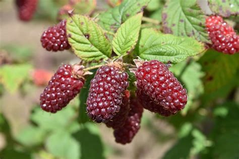 Tayberry Plant Rubus Fruticosus X R Idaeus Buy Online