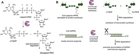 D9 As A Viral Rna Decapping Enzyme A Biochemistry Of Rna Cleavage