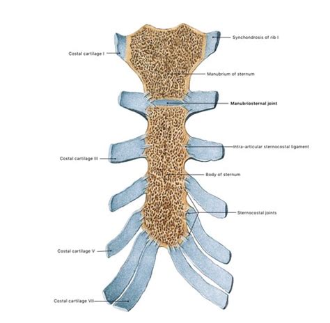 Sternocostal Joint