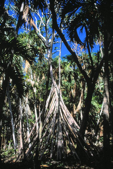 Lord Howe Ng Gallery Good Old Chinwagging