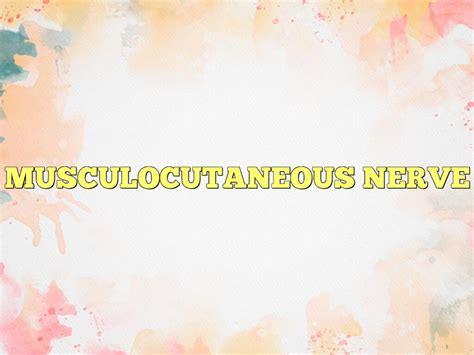 Musculocutaneous Nerve Definition And Meaning