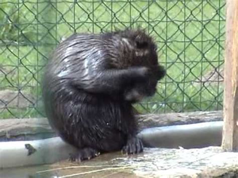 Нутрия - YouTube