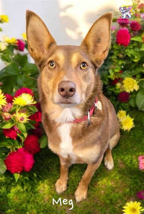 Pixie Paws Dog Grooming