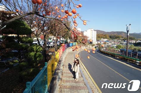 [풍경]주황빛 가을 무르익는 감고을 영동 뉴스1