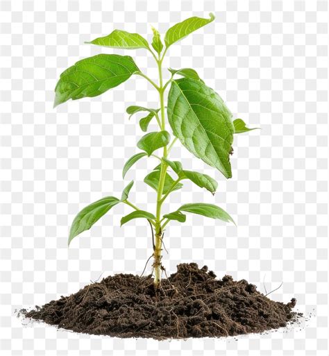 Soil PNG Images Free Photos PNG Stickers Wallpapers Backgrounds Rawpixel