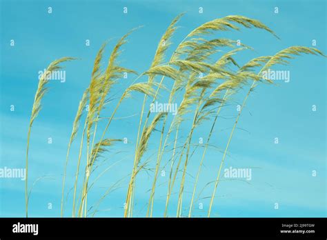 Retro Color Effect Toe Toe Or Pampas Grass Seed Heads Blowing In Breeze Against Blue Sky