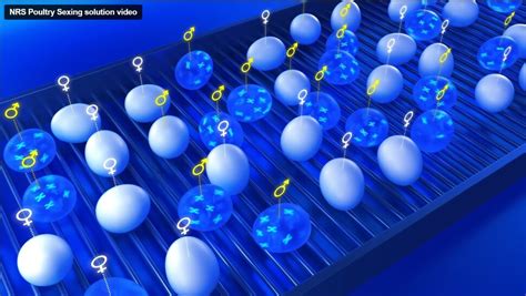 한해 70억 마리 수컷 병아리 학살 ‘유전자 편집 닭이 끝낼까