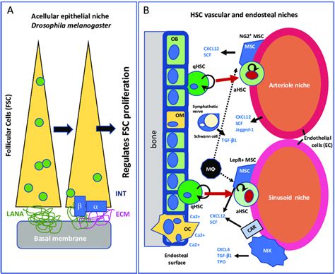 Examples Of Stem Cell Niches A The Acellular Epithelial Niche In Download Scientific
