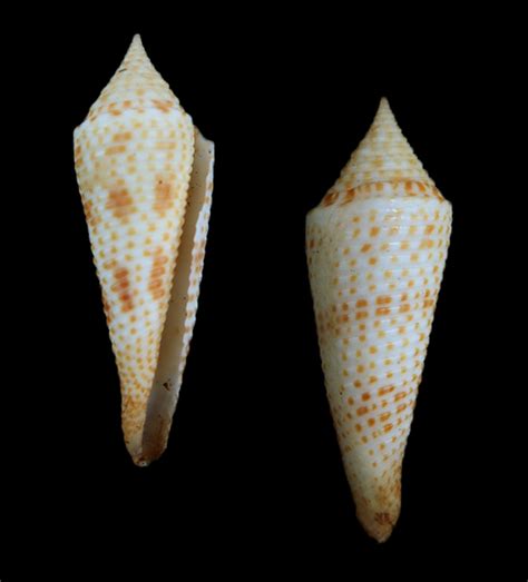 Conasprella Aculeiformis Nice Specimen Rare Locality Malacology