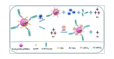 A Chemiluminescence Sensor For The Detection Of α Fetoprotein And
