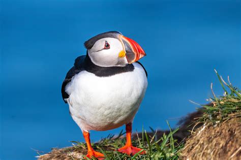 Innocent Cutie By Ariel L 500px