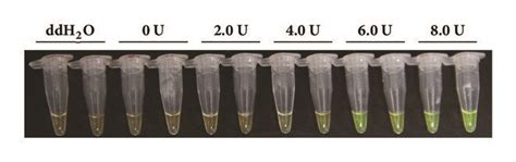 Effects Of Different Concentrations Of Bst Dna Polymerase On The Lamp