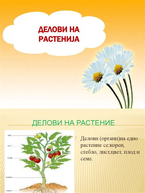 1 Делови на растенија Pdf