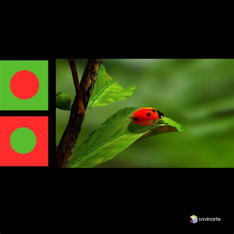 La Armonía De Los Colores Complementarios En La Naturaleza Savinarte Colores Complementarios