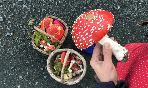 7th Nov 2021 Foraging And Wildcrafting Series Fly Agaric The