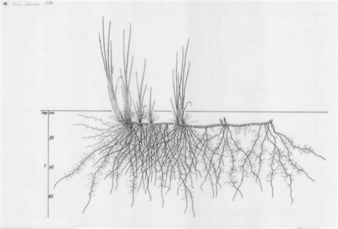 Tree Root System Drawings