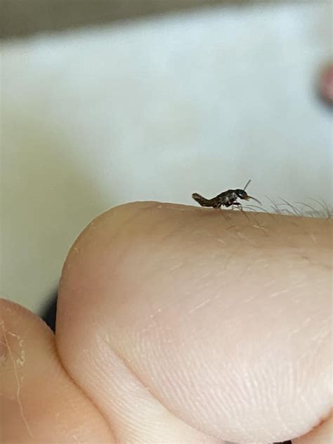 The Heck Is This Bug Ohio Rbiology