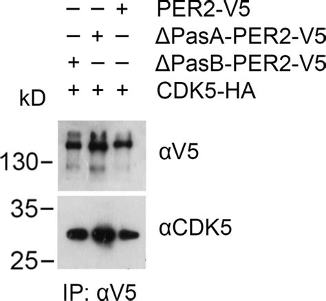 Figures And Data In Cyclin Dependent Kinase 5 Cdk5 Regulates The Circadian Clock Elife