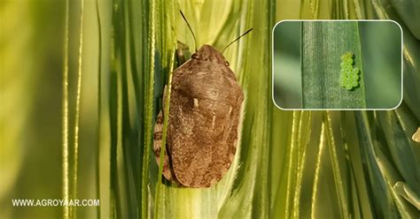 مهم‌ترین آفات گندم و جو در ایران