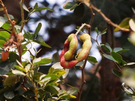 Babul Tree This Tree Has Been Traditionally Used For Various Purposes Like Making Agricultural