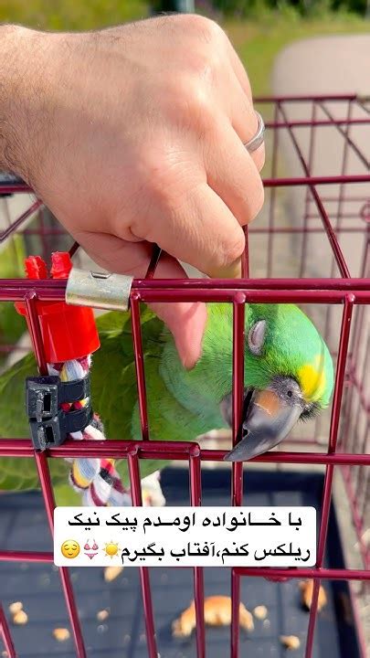 با مامان و جون و بابا جونم اومدم پیک نیک ریلکس کنم جلوی آفتاب ☀️😌👙