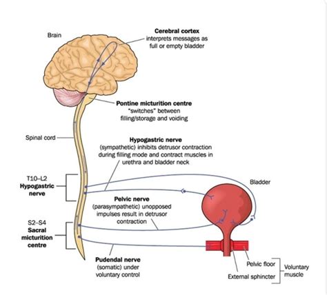 Approach To Urinary Retention In The Emergency Department Andrew