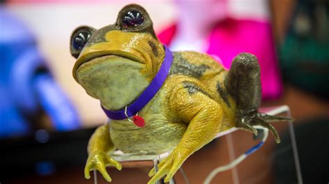 Hypnotoad Wallpaper 77 Images