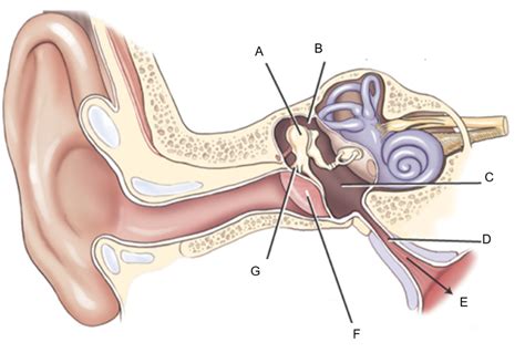 Middle Ear Diagram Quizlet