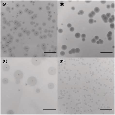 Morphology Of Lysis Plaques Formed By The Four Bacteriophages On Their Download Scientific