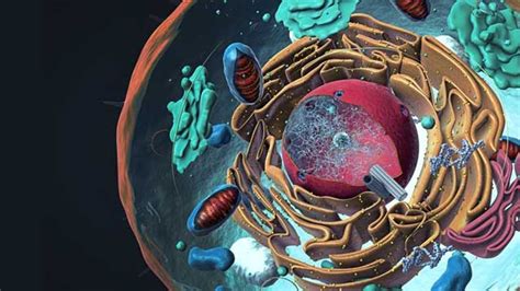 New Insights Into The Structure And Function Of The Nuclear Pore Complex Revealed Technology