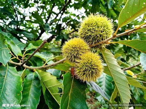 板栗摄影图 树木树叶 生物世界 摄影图库 昵图网