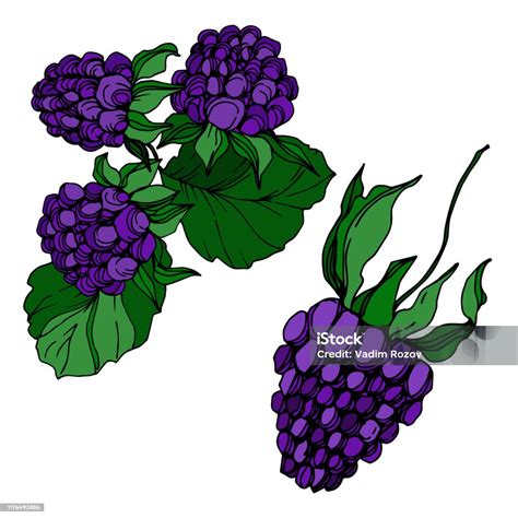 벡터 블랙 베리 건강 식품 흑백 잉크 아트가 새겨져 있습니다 절연 베리 일러스트 요소입니다 개념에 대한 스톡 벡터 아트 및 기타 이미지 Istock