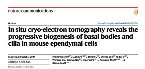 良渚实验室桂淼团队《nat Commun》合作揭示纤毛和基体的精细组装过程 科学研究 良渚实验室