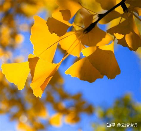 十五首唯美的银杏诗词每一首都是一幅绝美画卷犹如冬日的童话 知乎