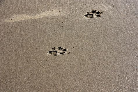 Odciski łapy Psa Darmowe Zdjęcie Public Domain Pictures