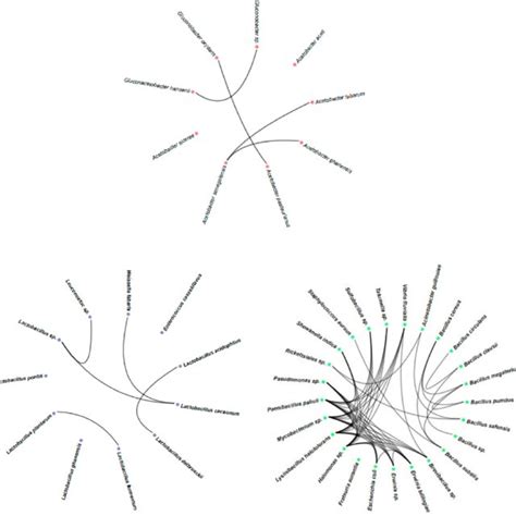 Unfermented Cocoa Beans Upper And Lower Left And Well Fermented Cocoa